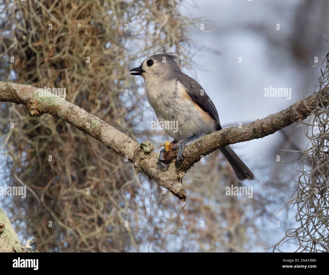 The tufted titmouse (Baeolophus bicolor) eating an insect cocoon Stock ...