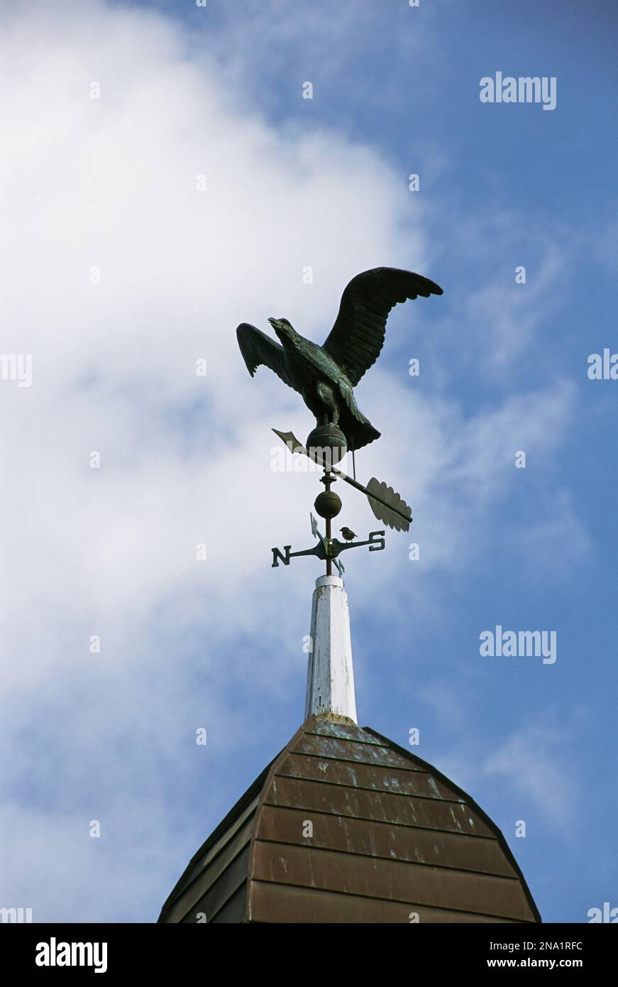 Birds of massachusetts hi-res stock photography and images - Alamy