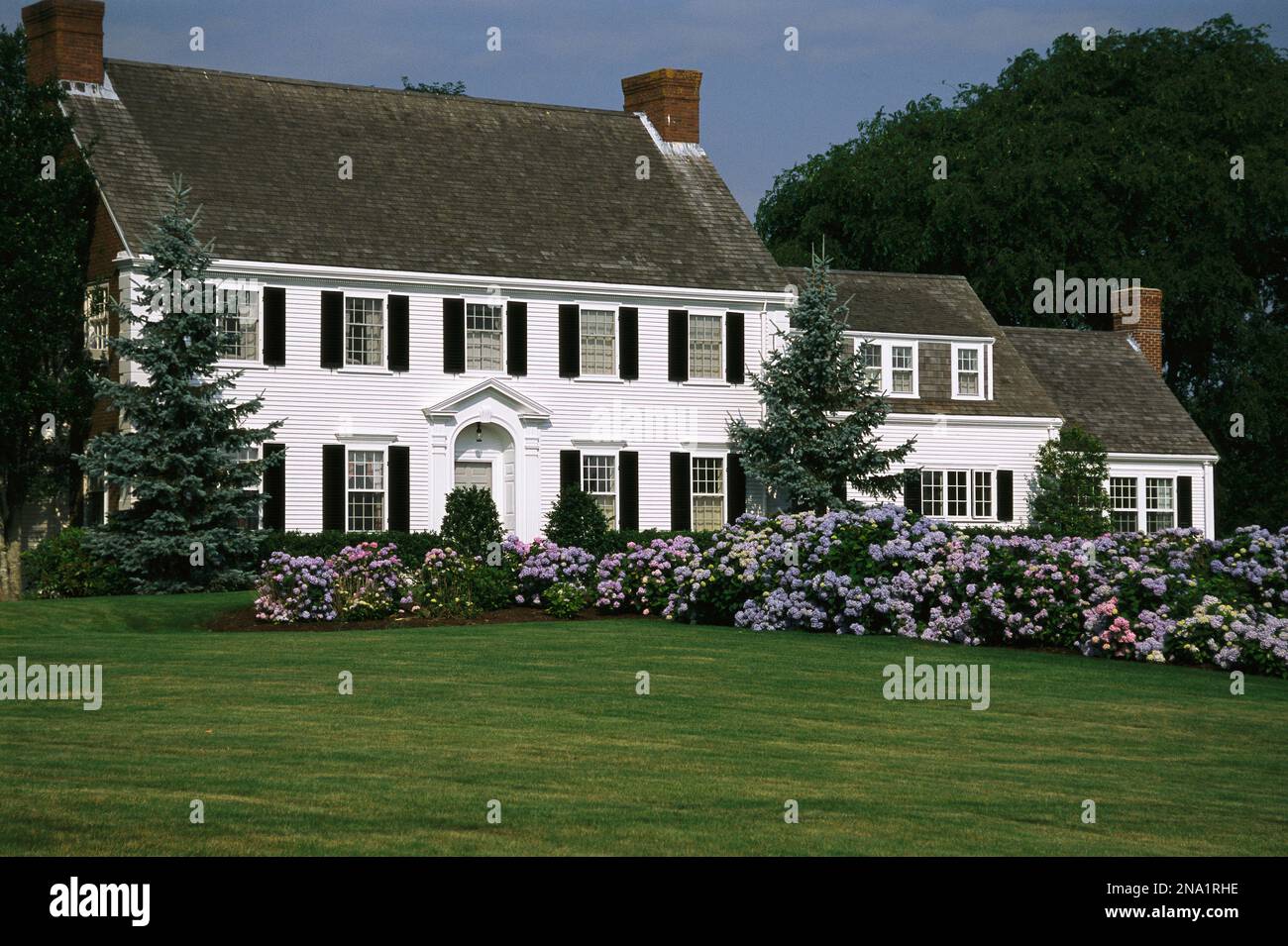 Blooming hydrangeas line a home's front walkway.; Chatham, Cape Cod ...