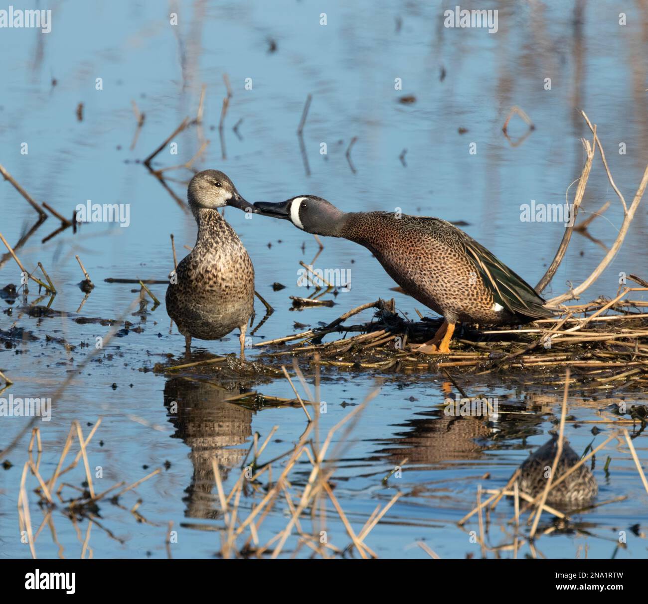 The blue-winged teals (Anas discors) courtship Stock Photo - Alamy