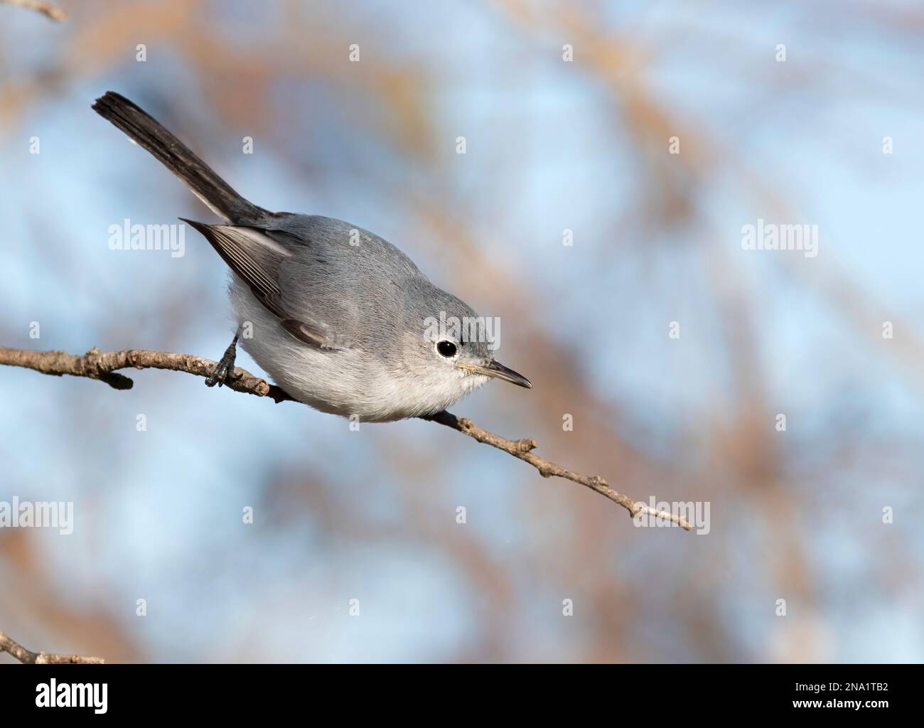 Grey gnatcatcher hi-res stock photography and images - Alamy
