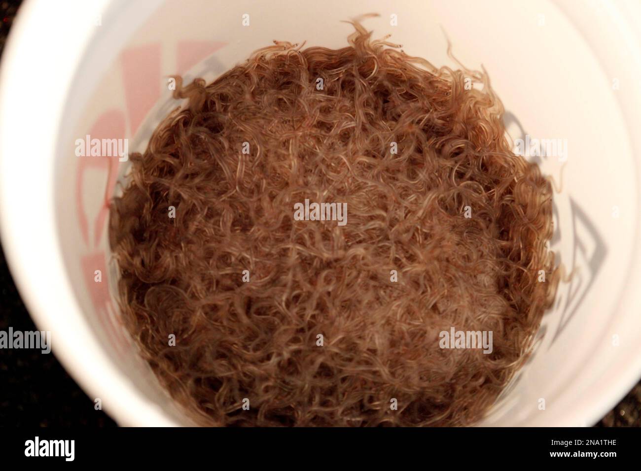 In this photo made Friday, March 24, 2012, elvers are seen in a bucket ...