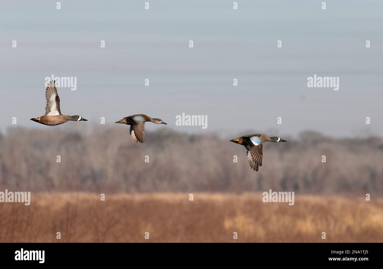 The blue-winged teal (Anas discors) in flight Stock Photo - Alamy