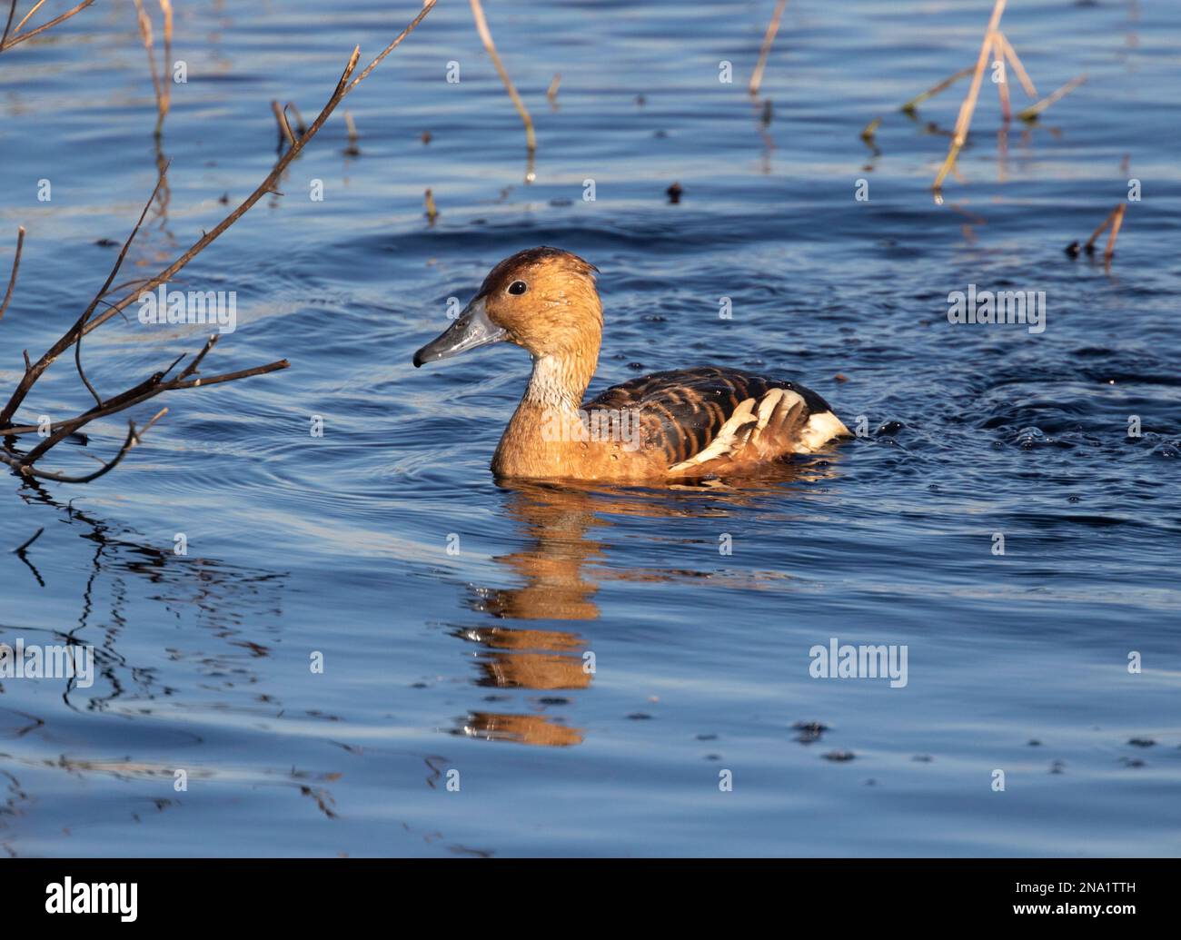 The fulvous whistling duck (Dendrocygna bicolor), Brazos Bend State ...