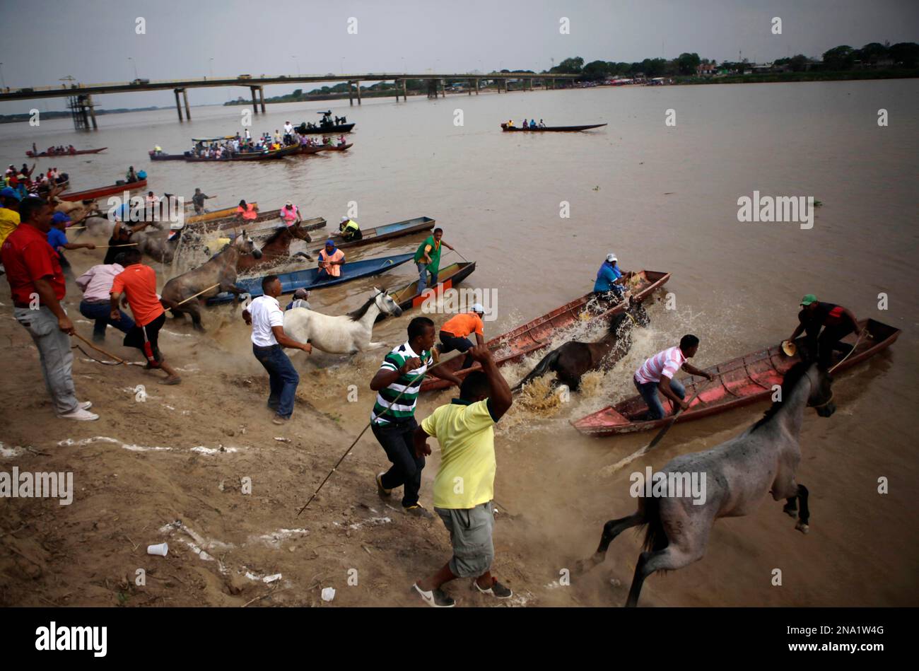 In this April 1, 2012 photo, men and horses jump into the Apure River ...