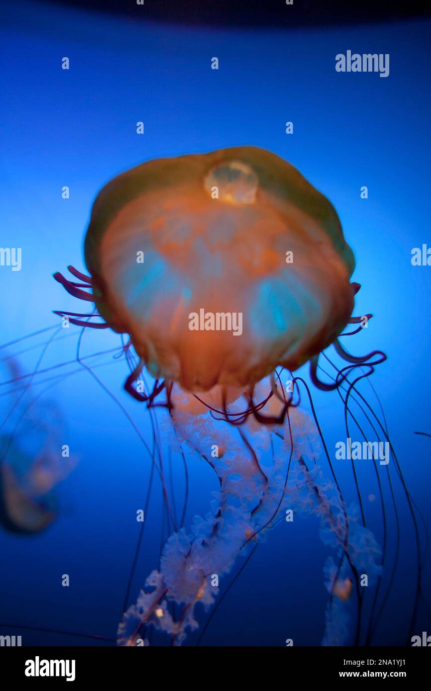 West Coast Sea Nettles drift in a tank during a preview of the newly ...