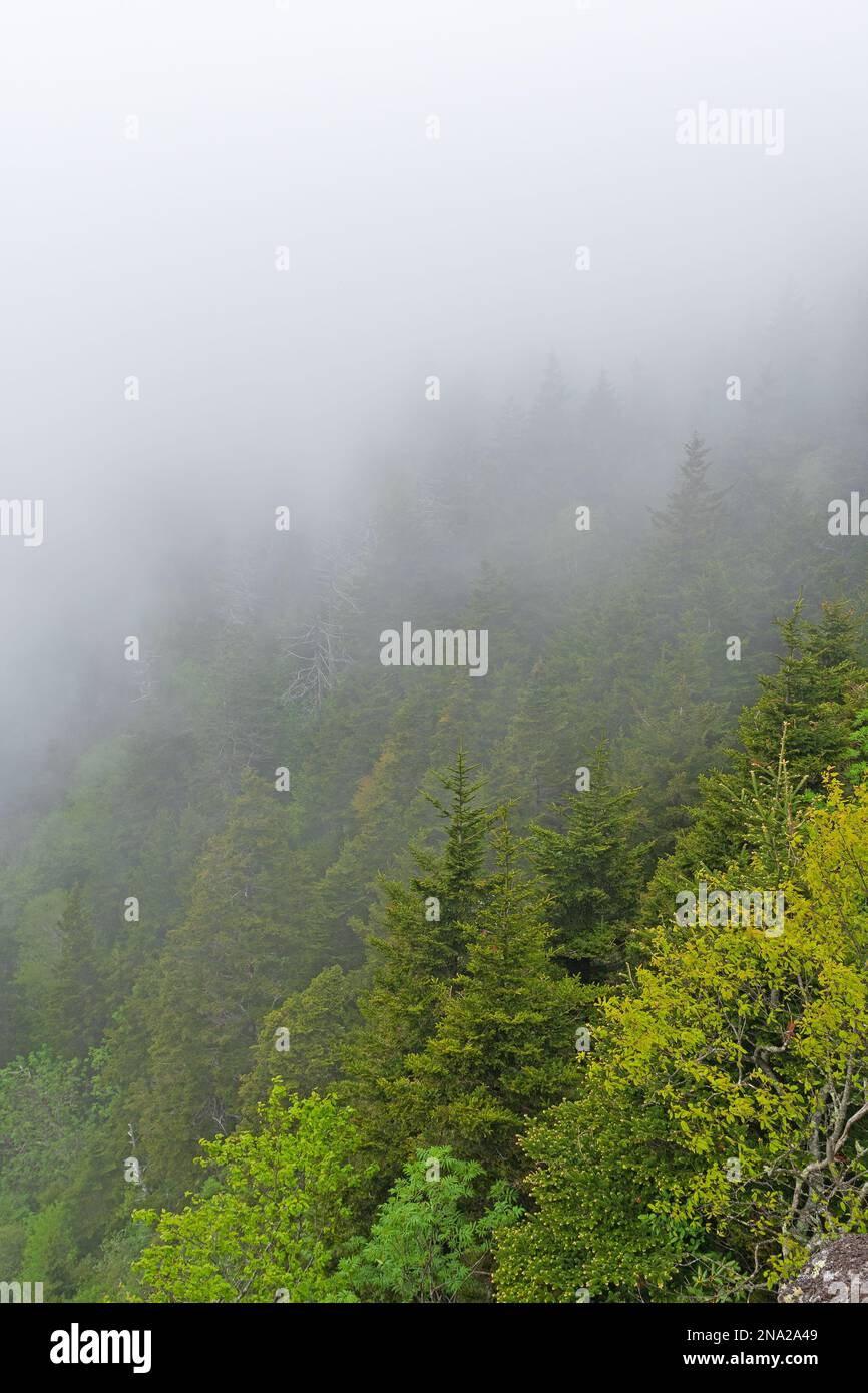 Fog Moving Into a Mountain Forest Along the Blue Ridge Parkway in North ...