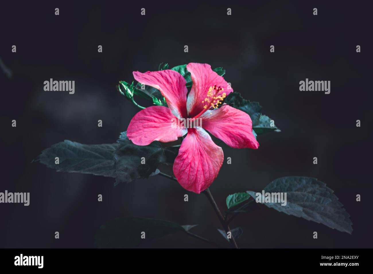 hibiscus rose, China rose, Hawaiian hibiscus, rose mallow and ...