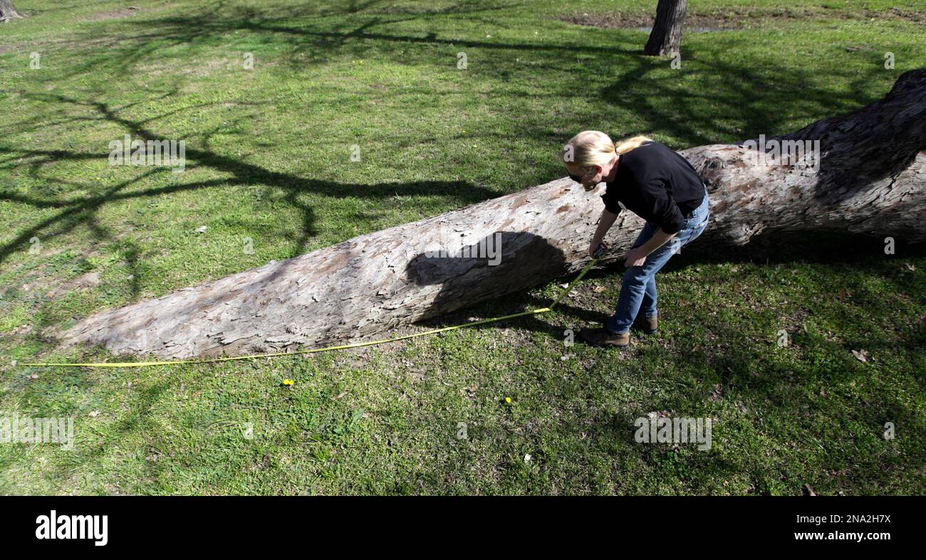 In this Feb. 23, 2012 photo, arborist Steve Houser measures a Native ...
