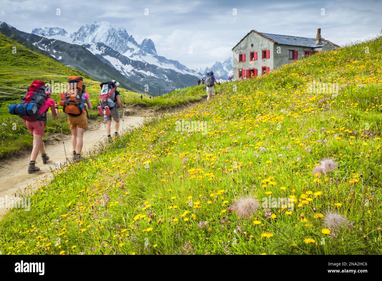 Hikers walking on Col de Balme in wildflower meadow with Mount Blanc ...