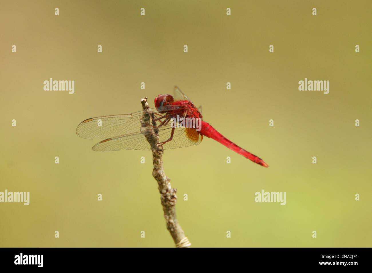Beautiful butterflies, Dragonflies and Beetles in Sri Lanka, Visit Sri ...