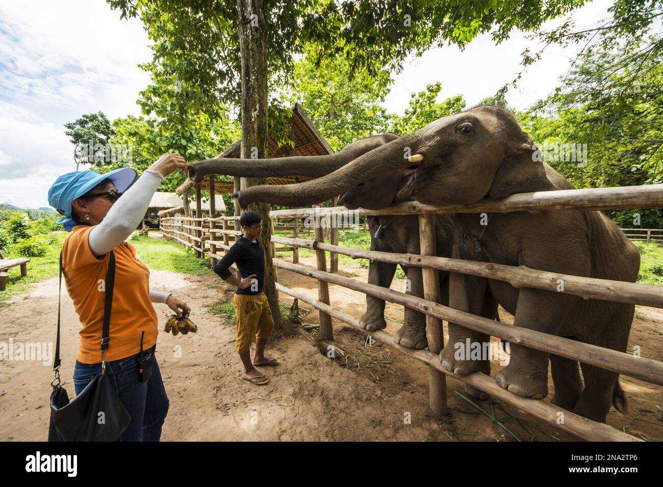Woman feeding Asian elephant (Elephas maximus) calves, Elephant Village ...