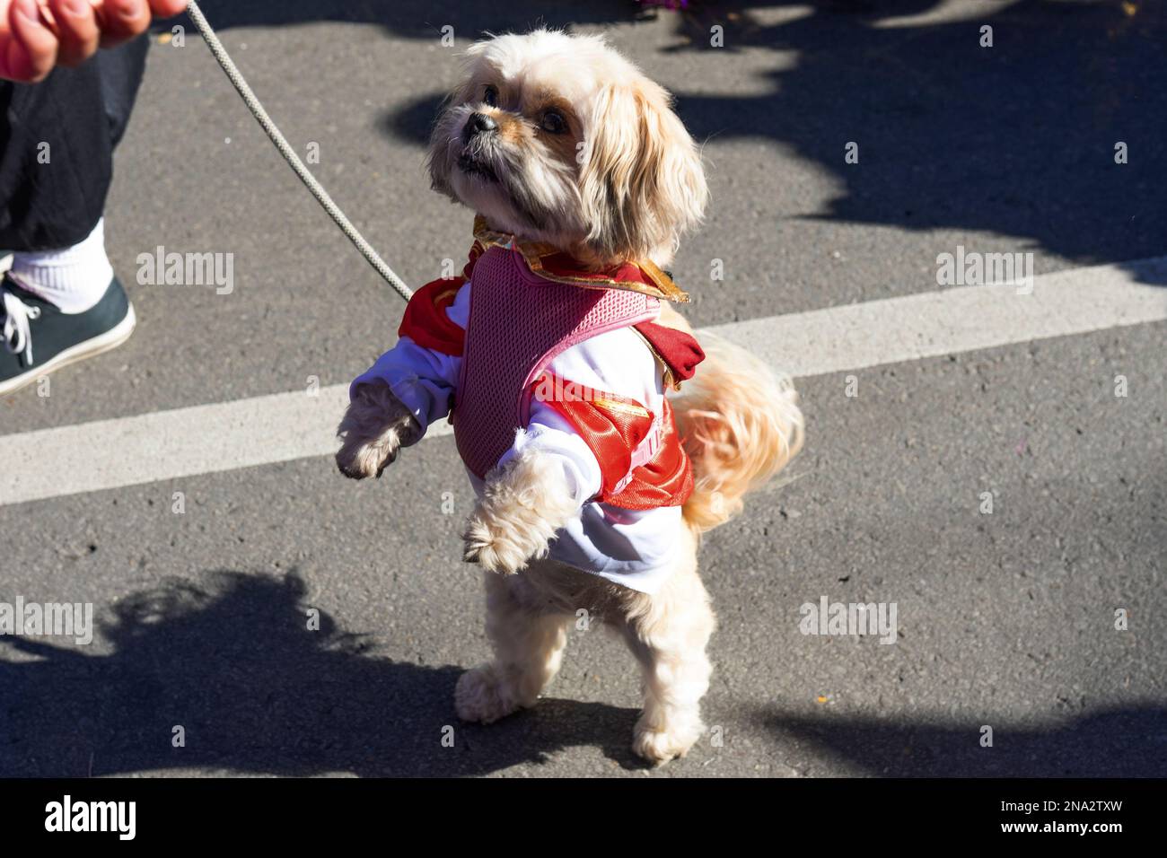 A dog poses at the Krewe of Barkus dog Mardi Gras Parade in the French ...