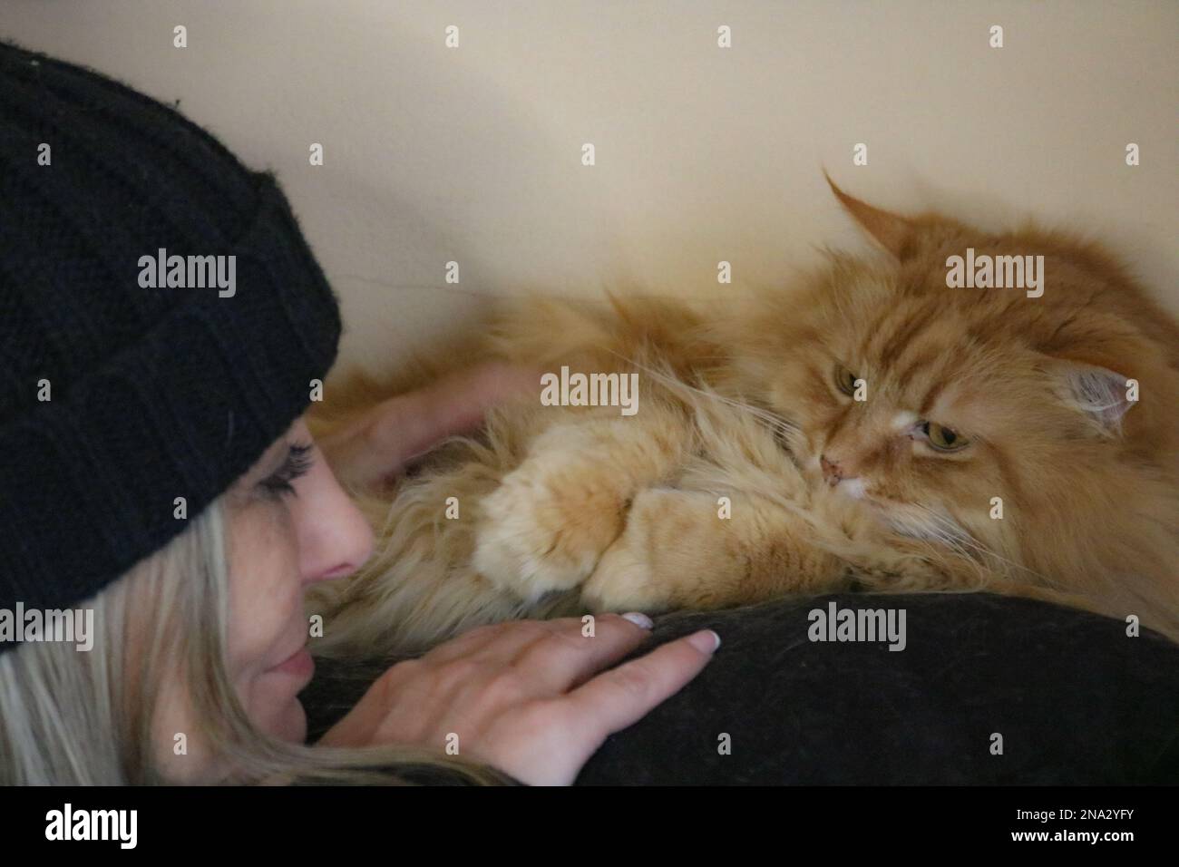 Ginger, fluffy cat Stock Photo - Alamy