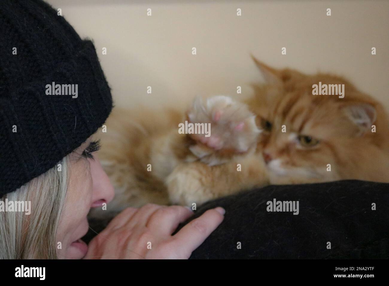 Ginger female cat hi-res stock photography and images - Alamy