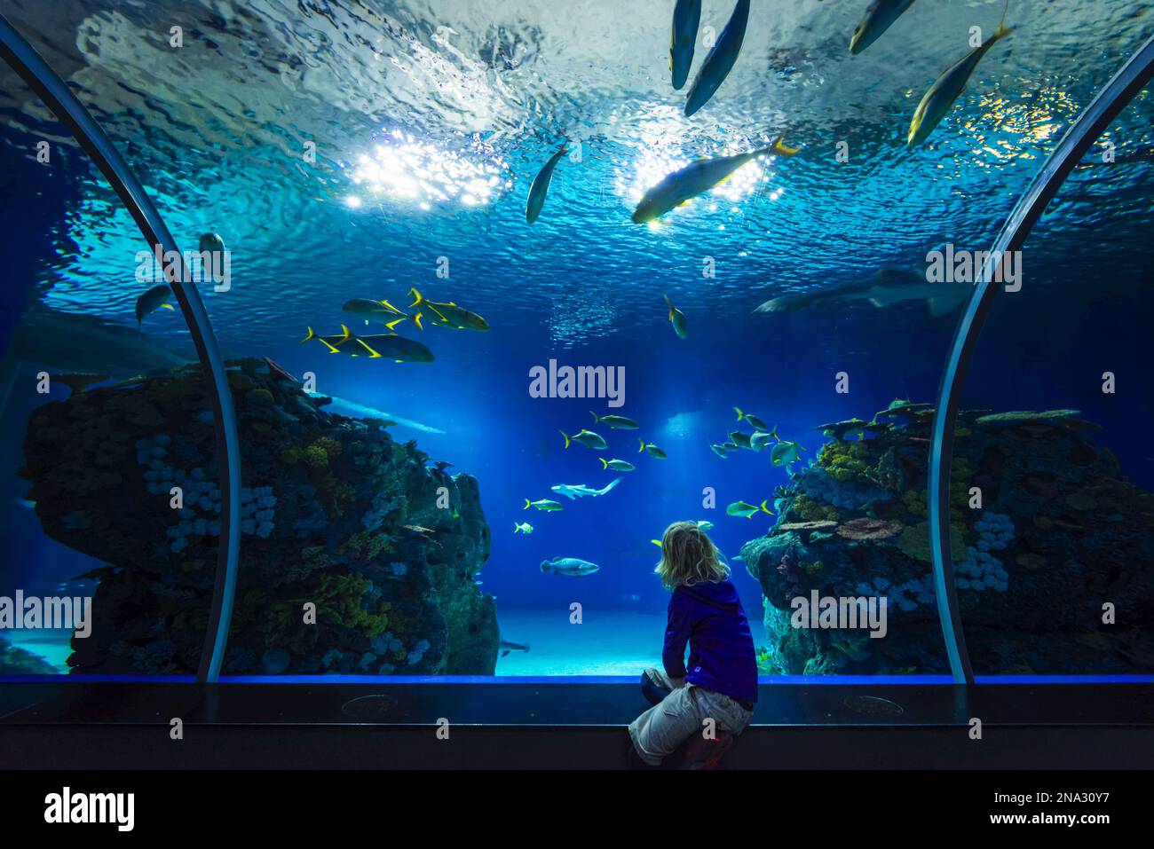 Boy watching fish in tunnel of huge tank in the Blue Planet Aquarium ...