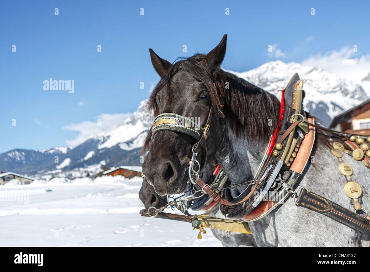 Portrait of a team of coldblood draft horses pushing a sleigh in front ...