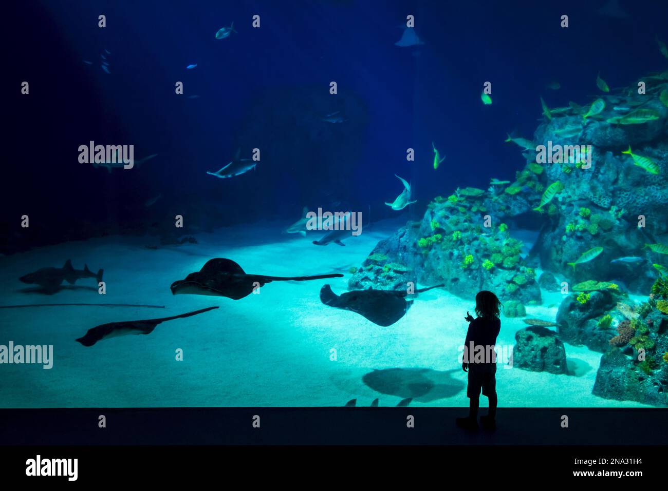 Boy watching fish, stingrays and sharks in tunnel of huge tank in the ...