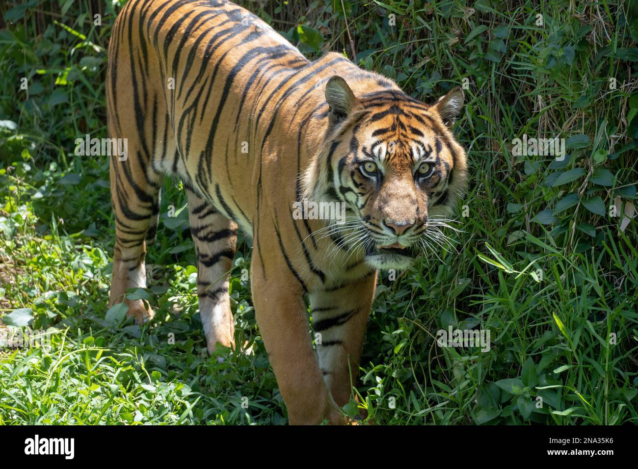 Endangered Sumatran tiger looks on with a dangerous gaze Stock Photo ...
