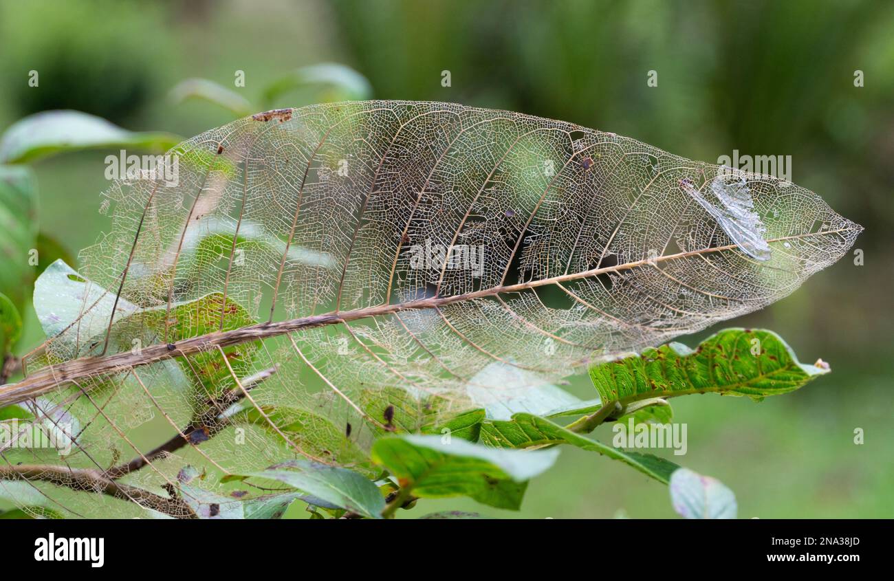 Decaying tree leaf Stock Photo - Alamy