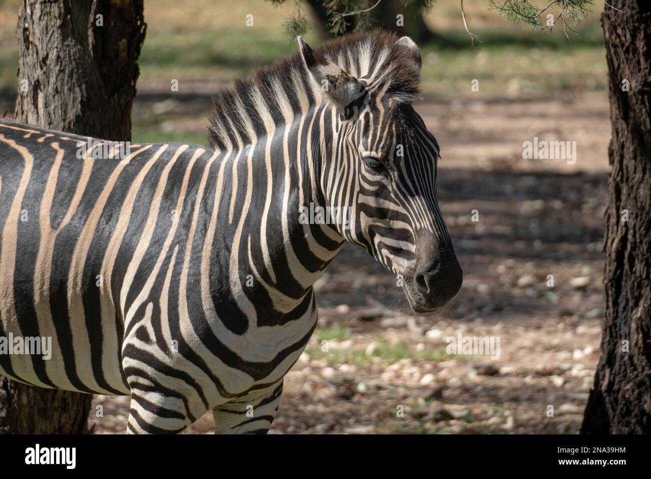 Zebra with clearly visible stripes in the zoo Stock Photo - Alamy