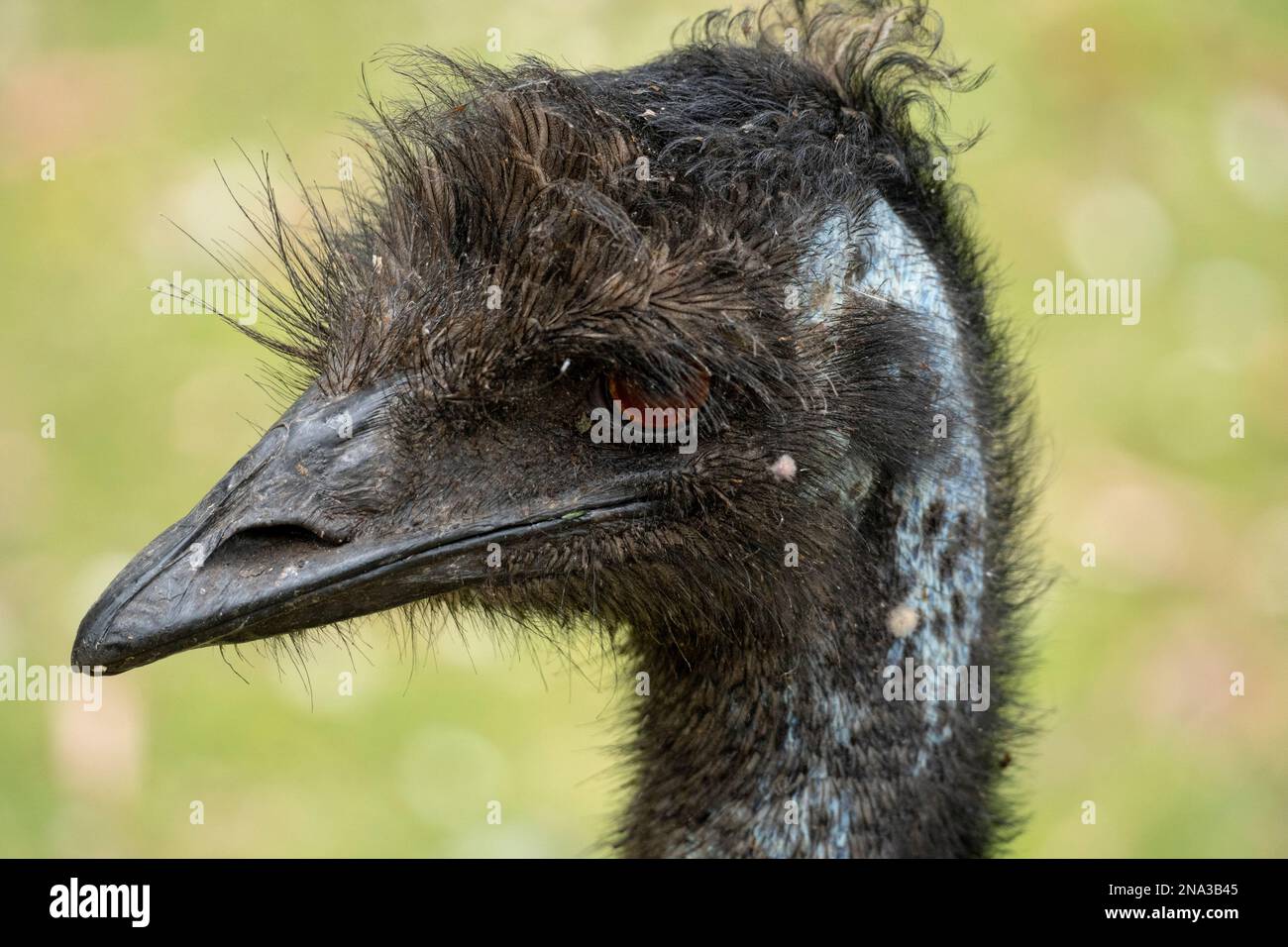 Zoom Photo of Emu head the australian Ostrich Stock Photo - Alamy
