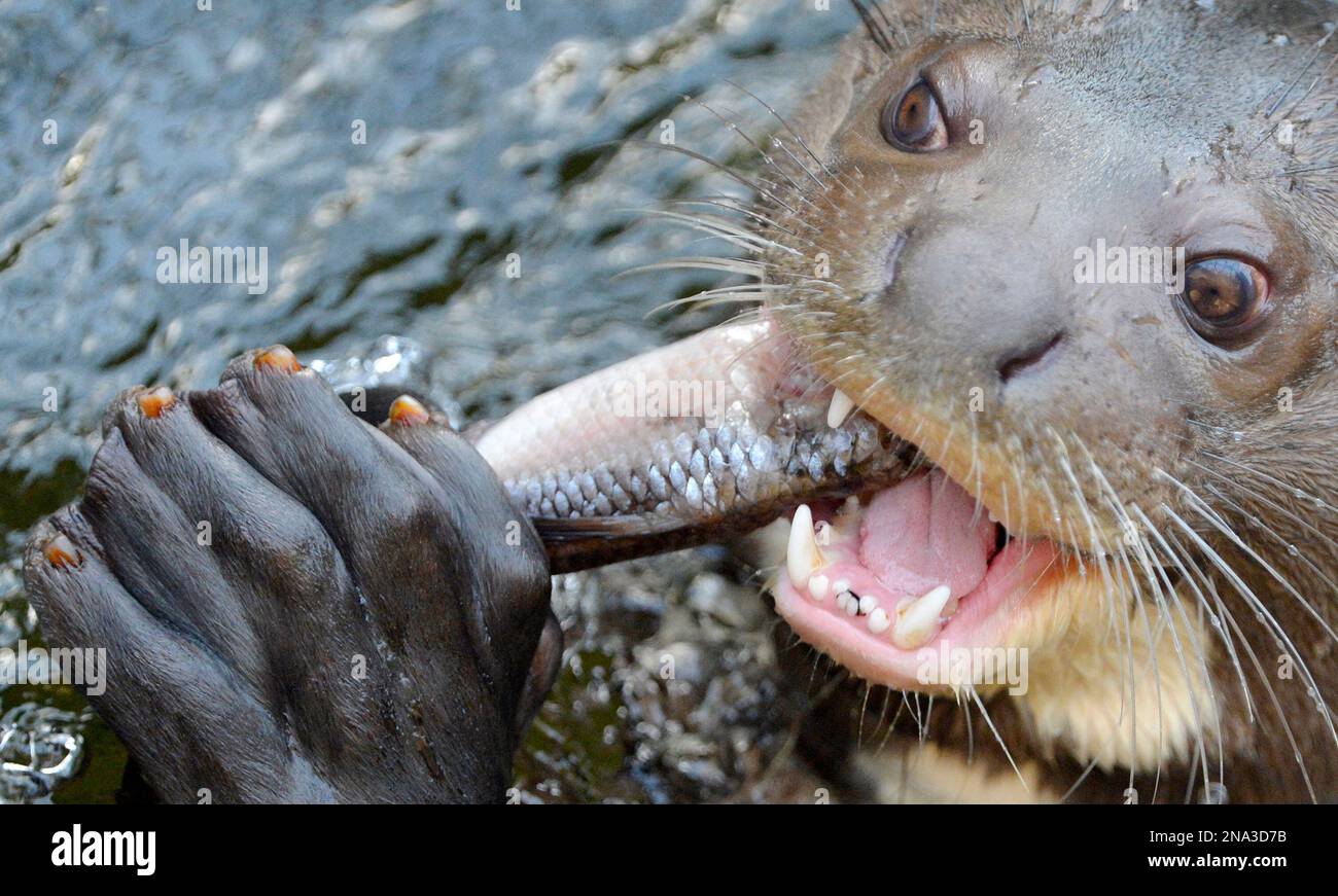 An as yet unnamed giant otter pup, (Pteronura brasiliensis) eats a fish ...