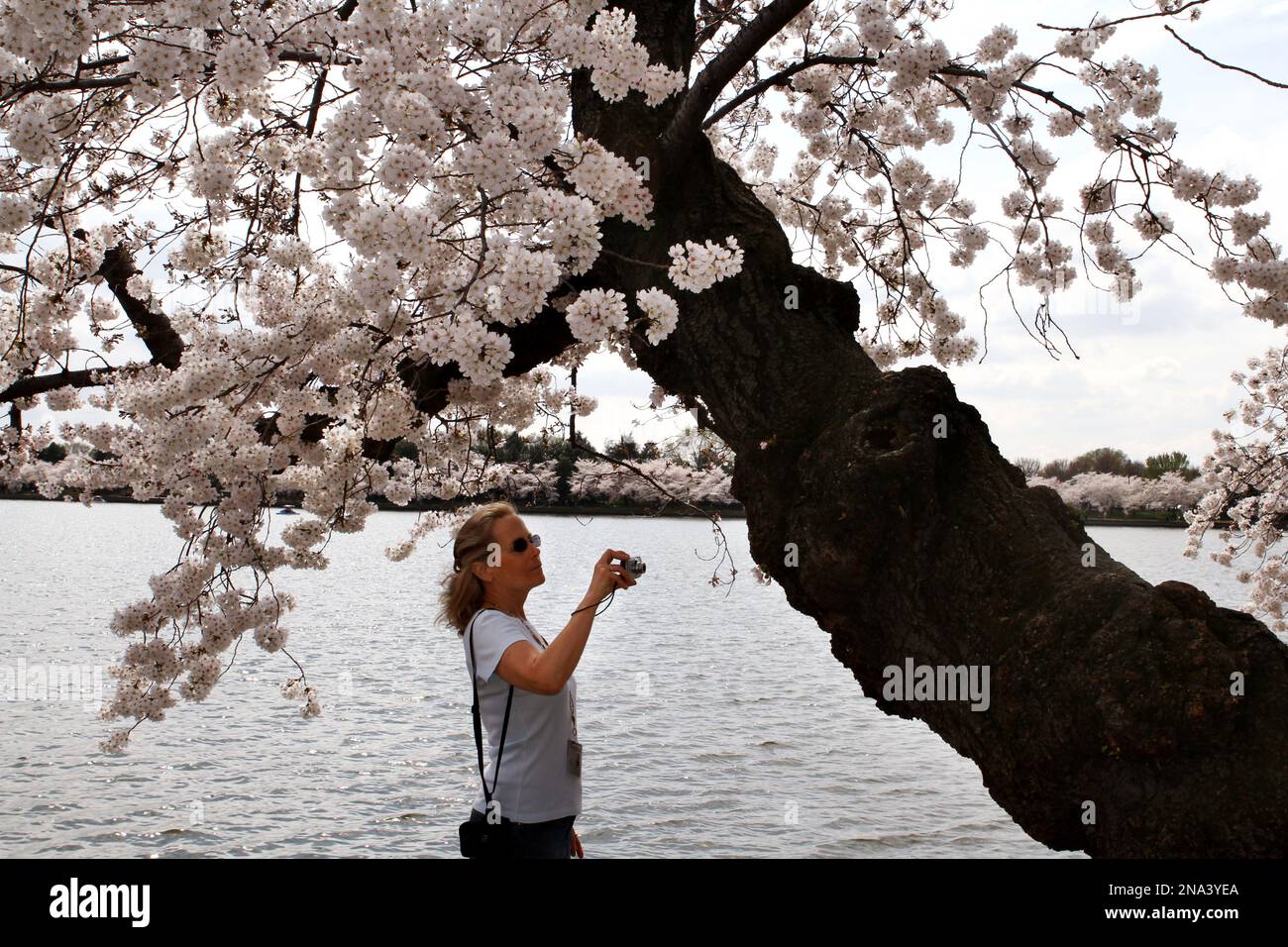 In this photo taken, Monday, March 19, 2012, a woman takes pictures of ...