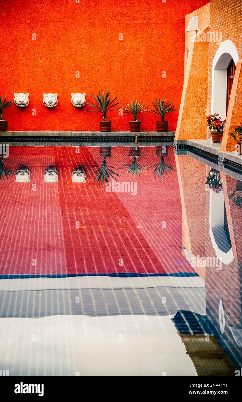 Orange plant indoor hi-res stock photography and images - Alamy