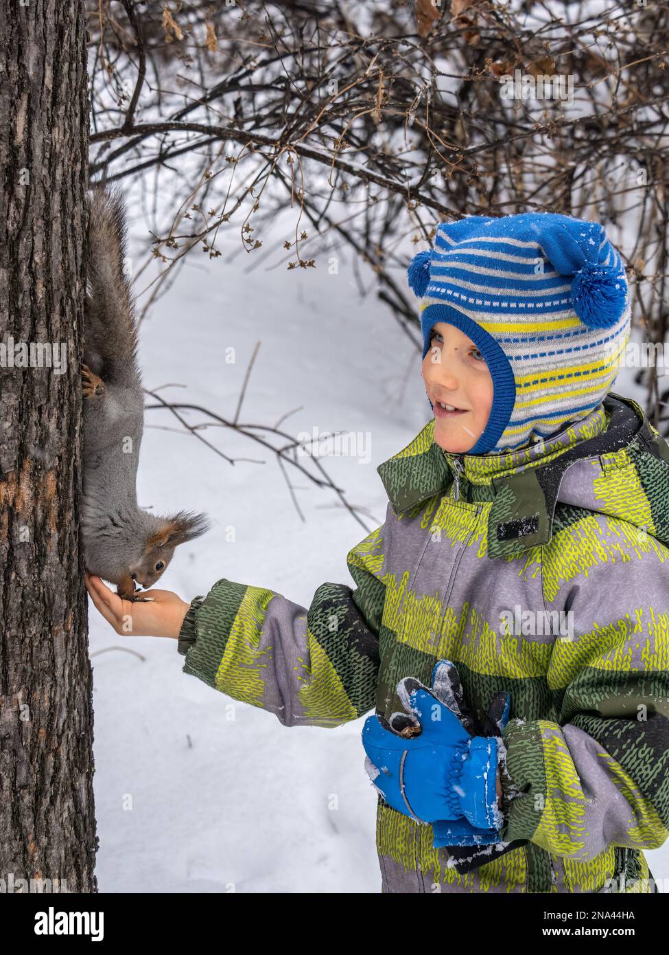 A little child in winter feeds a squirrel with a nut. Cute little boy ...