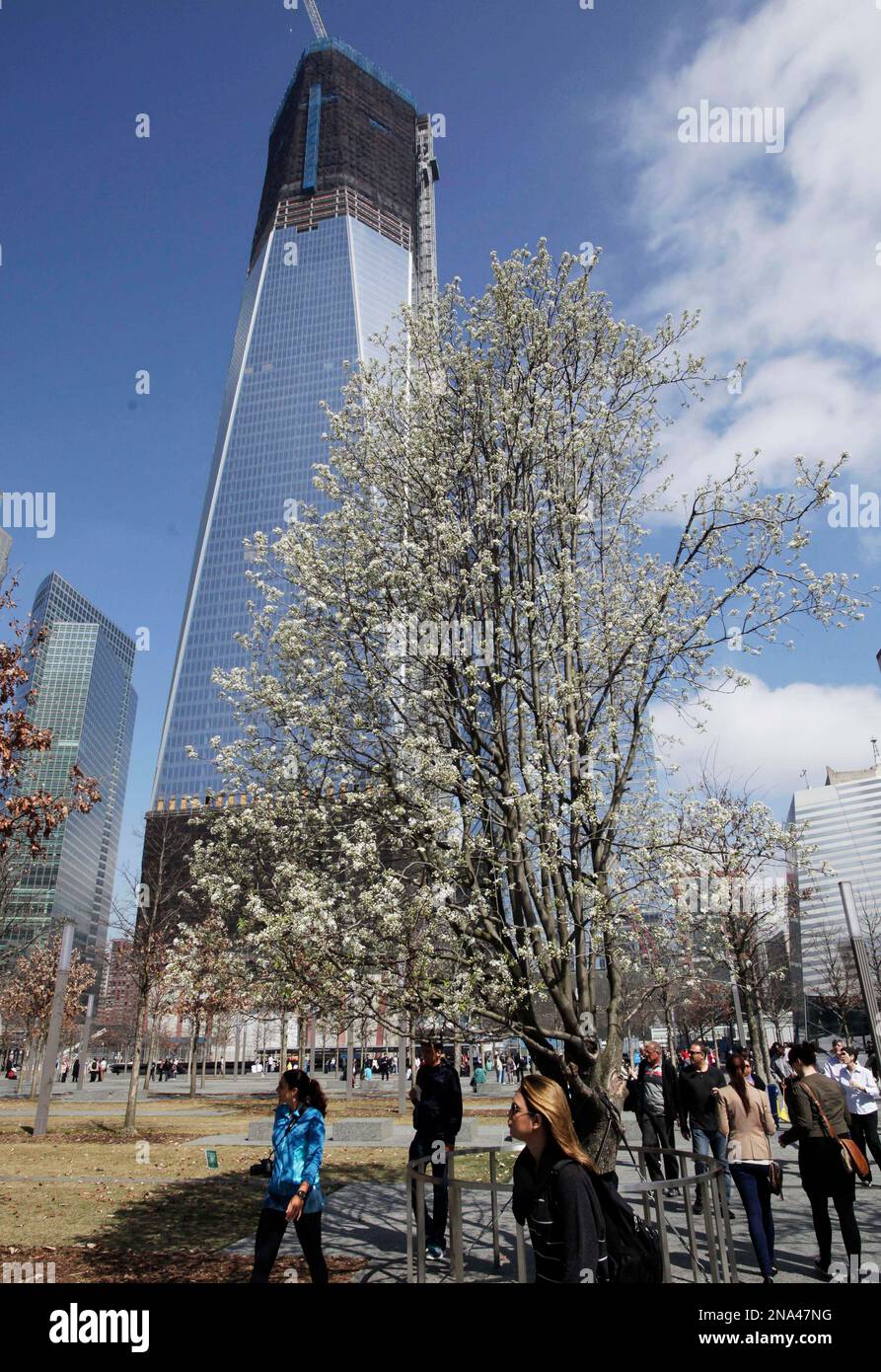 Visitors to the national September 11 Memorial pass the Survivor Tree ...