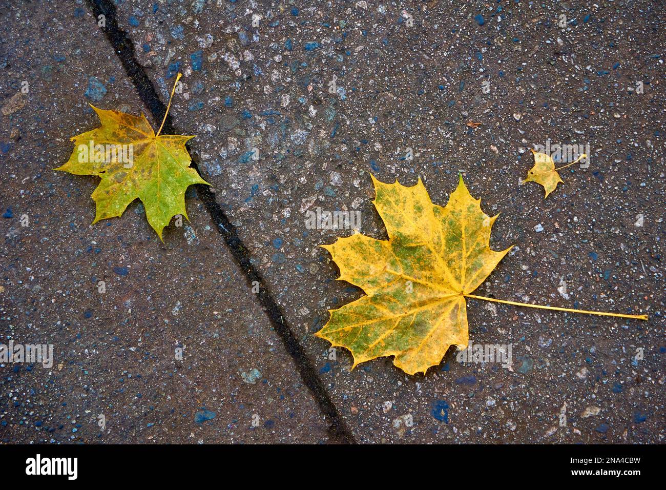 Yellow leaf lying on green hi-res stock photography and images - Alamy