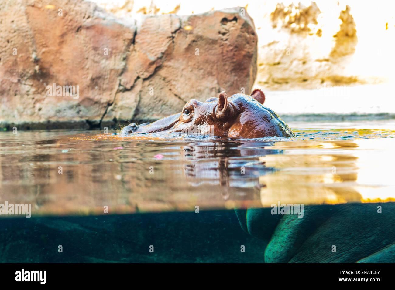 Hippo tail hi-res stock photography and images - Alamy
