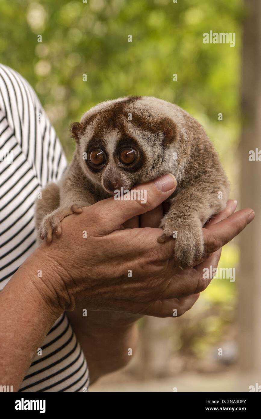 Slow Loris Photography