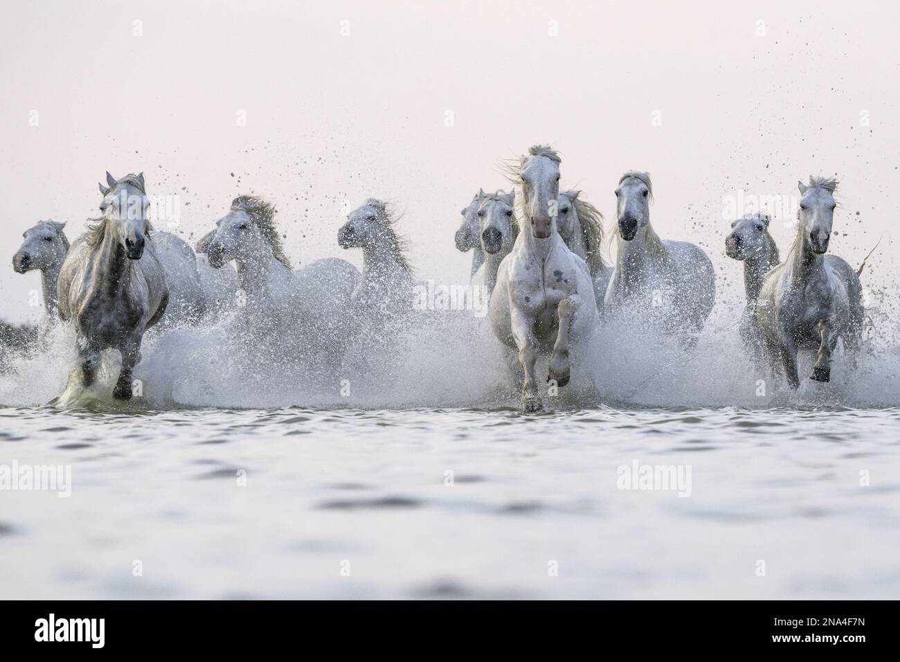White horses of Camargue running out of the water; Camargue, France ...