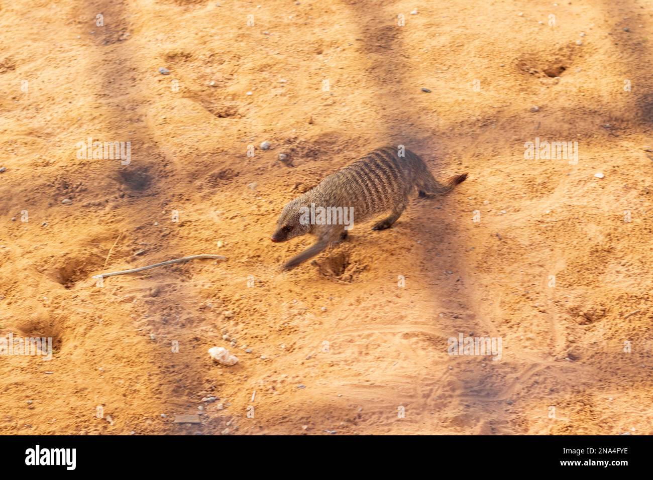 Shot of an opossum in the aviary Stock Photo - Alamy