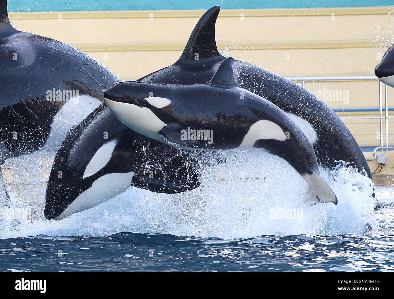 A female killer whale, Moana, center jumps with its mother "Wikie" (11 ...