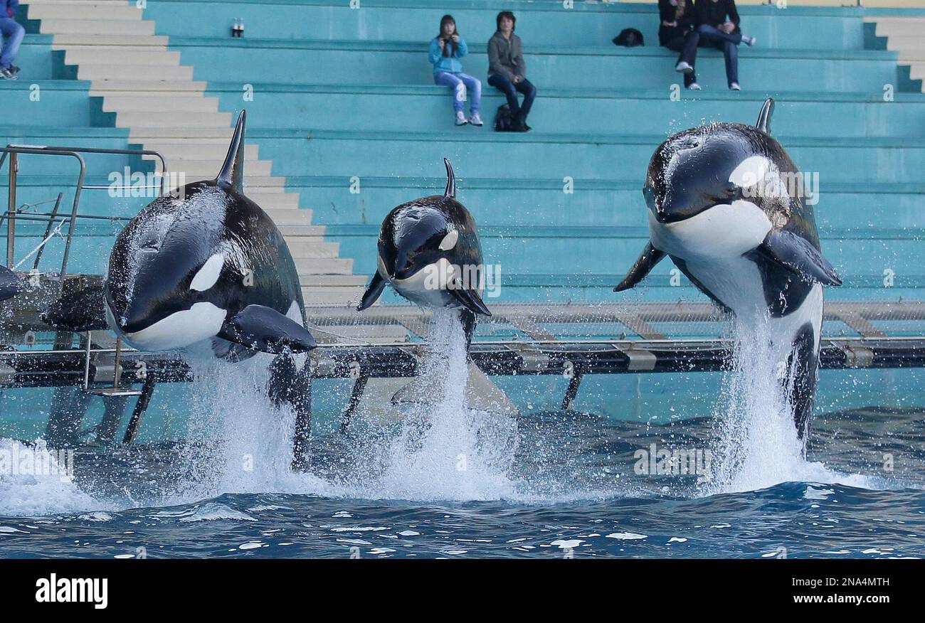 A female killer whale, Moana, center, jumps with killer whales of the ...