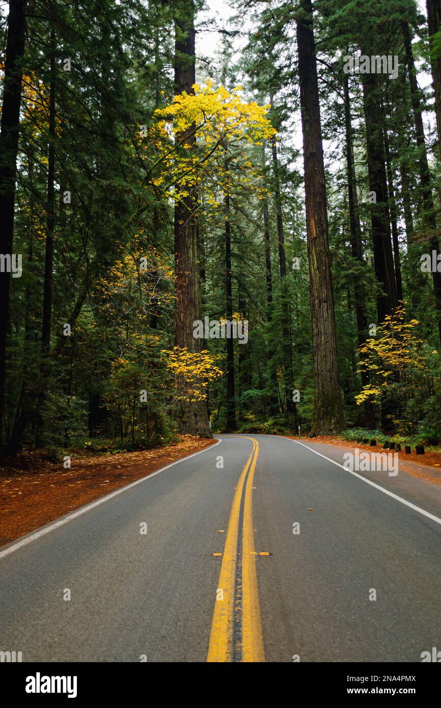 Drive through redwood national park hi-res stock photography and images ...