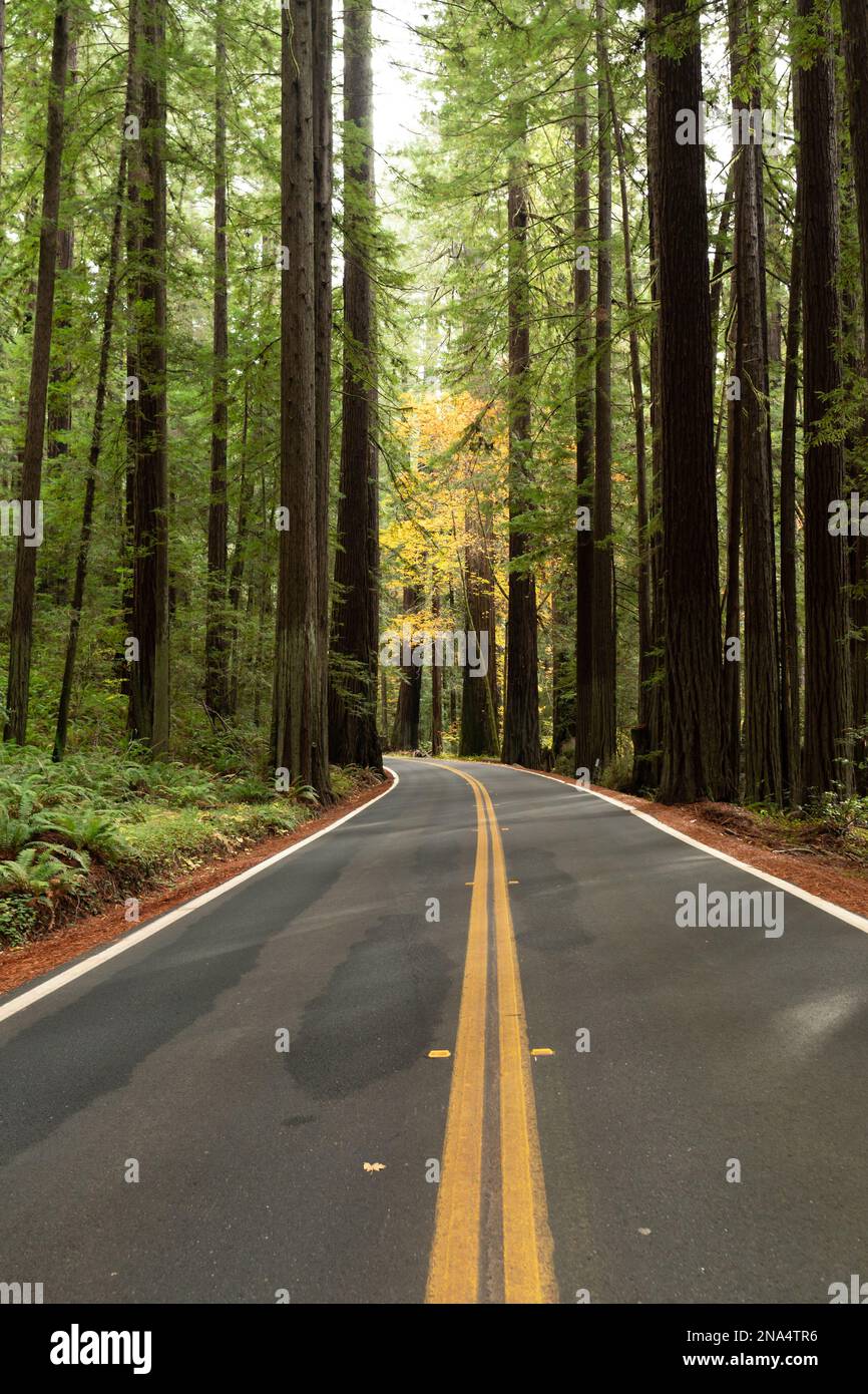 Redwood Forest Highway, Northern California, USA Stock Photo - Alamy
