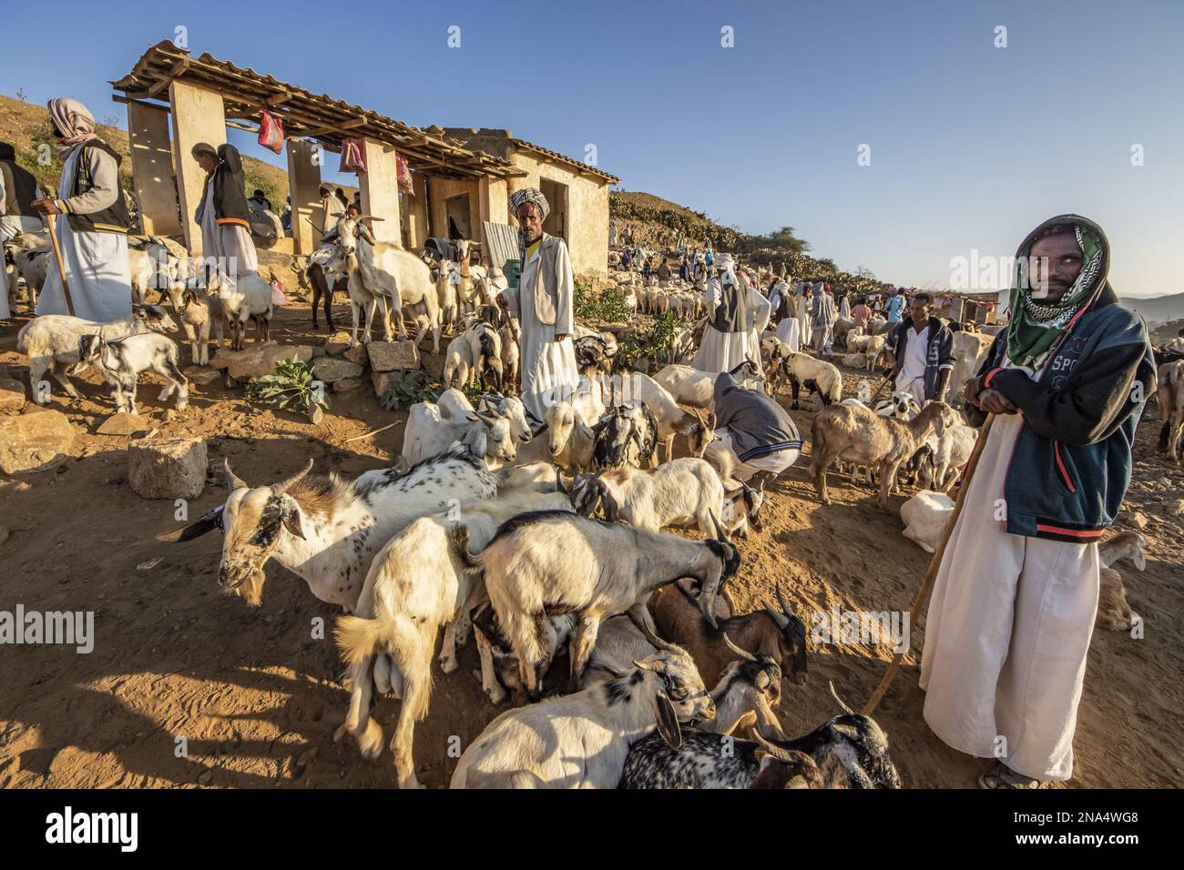 Goat herders with their goats at the Monday livestock market; Keren ...