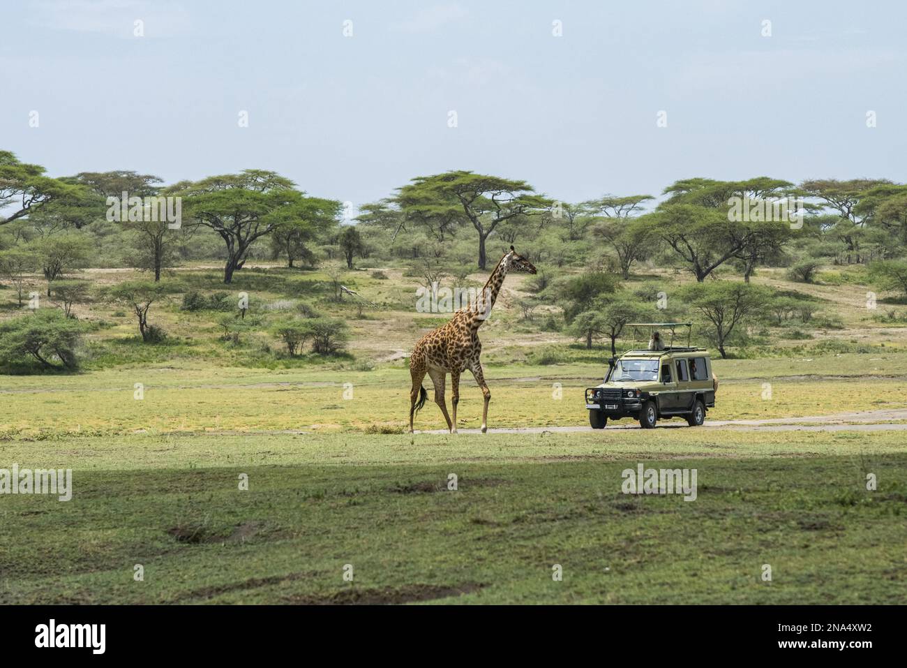 Maasai Giraffe towers over safari vehicle in the Ndutu area of the ...