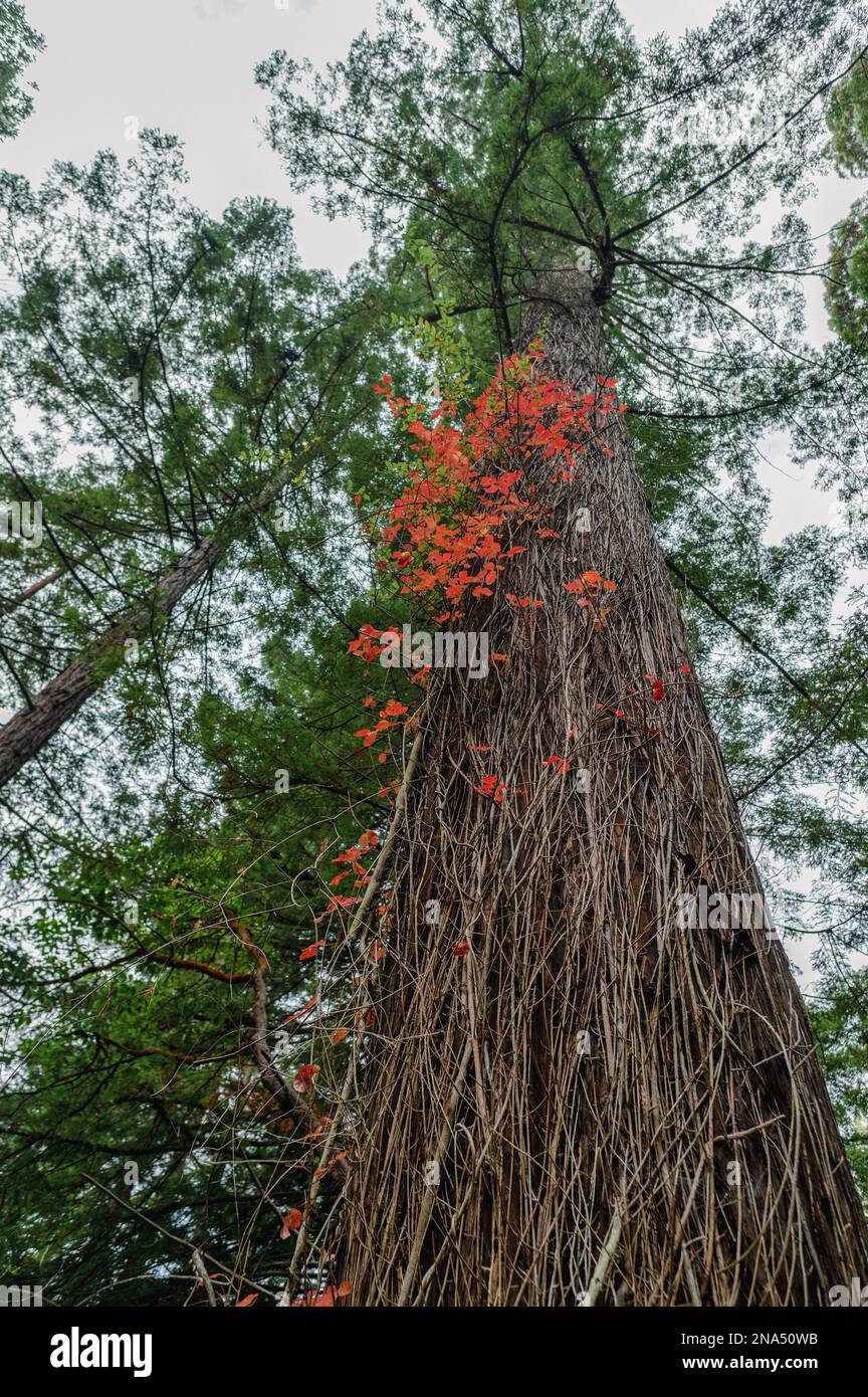 Vines on a tree hi-res stock photography and images - Alamy