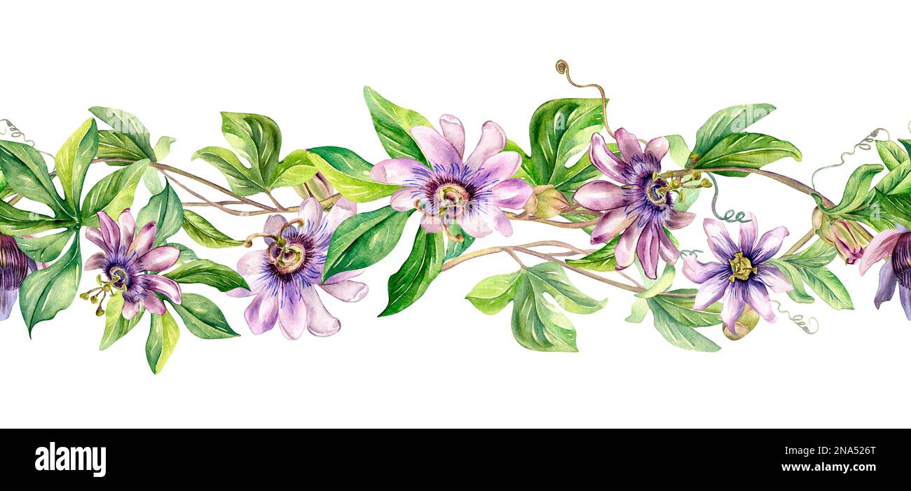 Seamless border of passion flower plant watercolor illustration ...