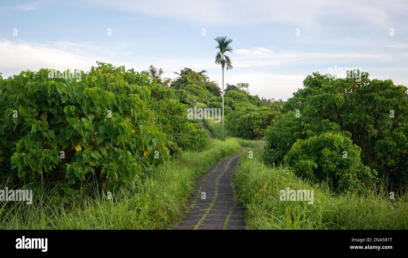 Ubus bali hi-res stock photography and images - Alamy