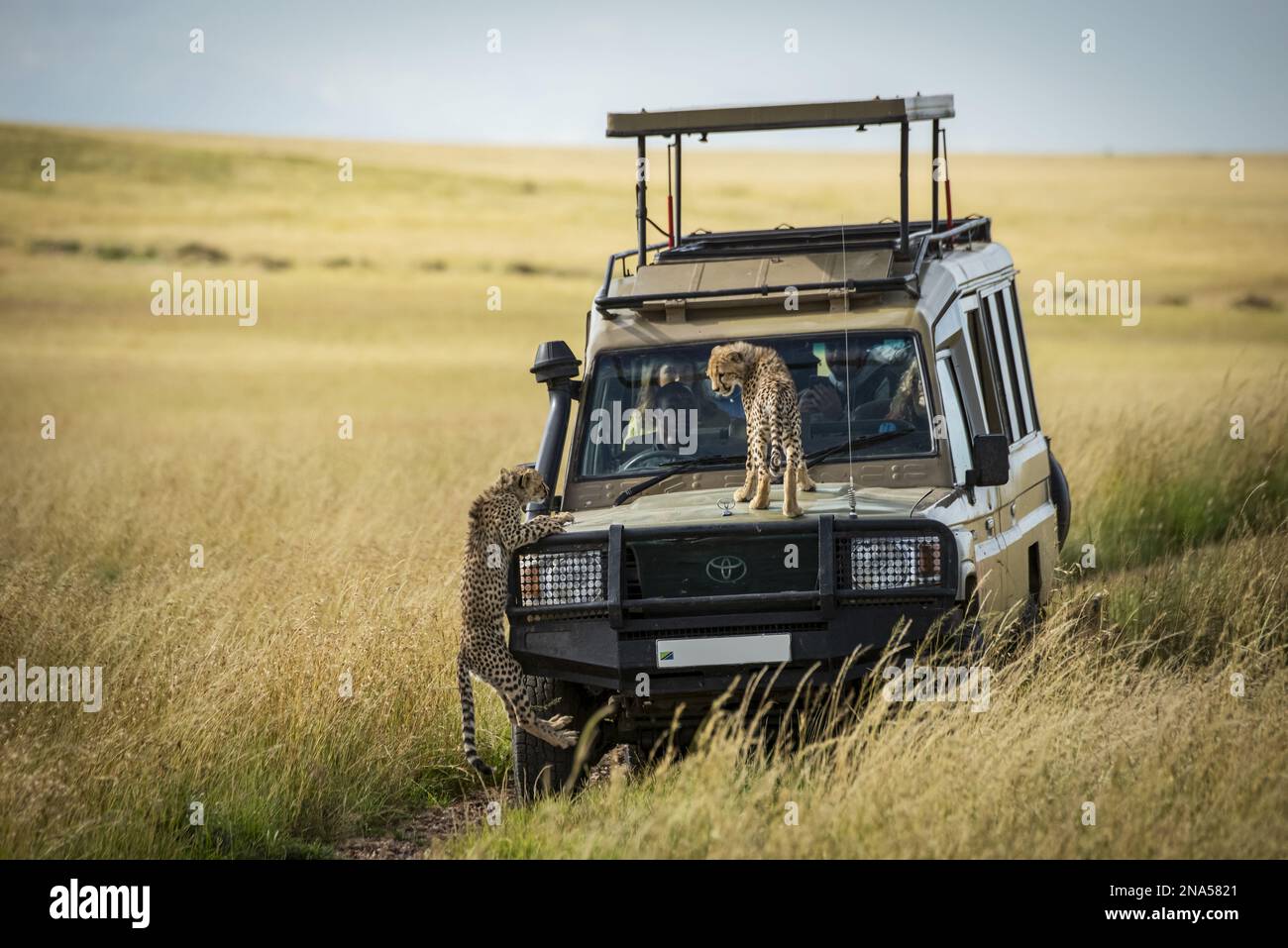 Cheetah truck hi-res stock photography and images - Alamy