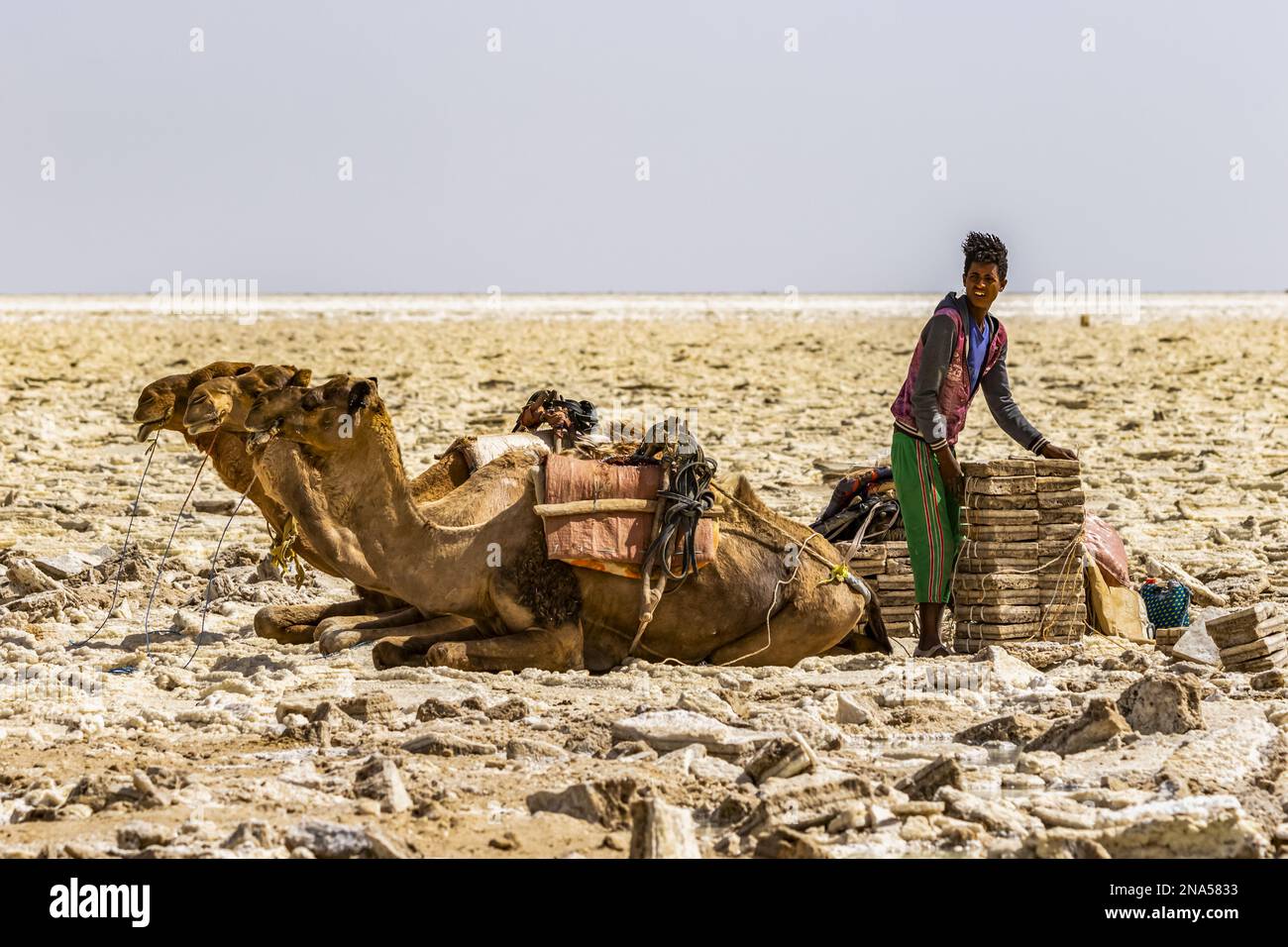 Afar salt miner binding salt blocks to be loaded on camels at the salt ...