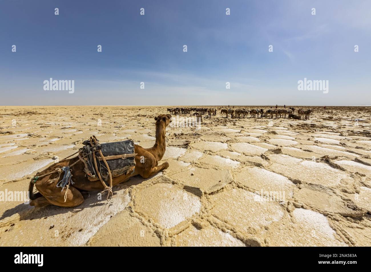 Camels in the salt flats of Lake Karum (Lake Assale), Danakil ...