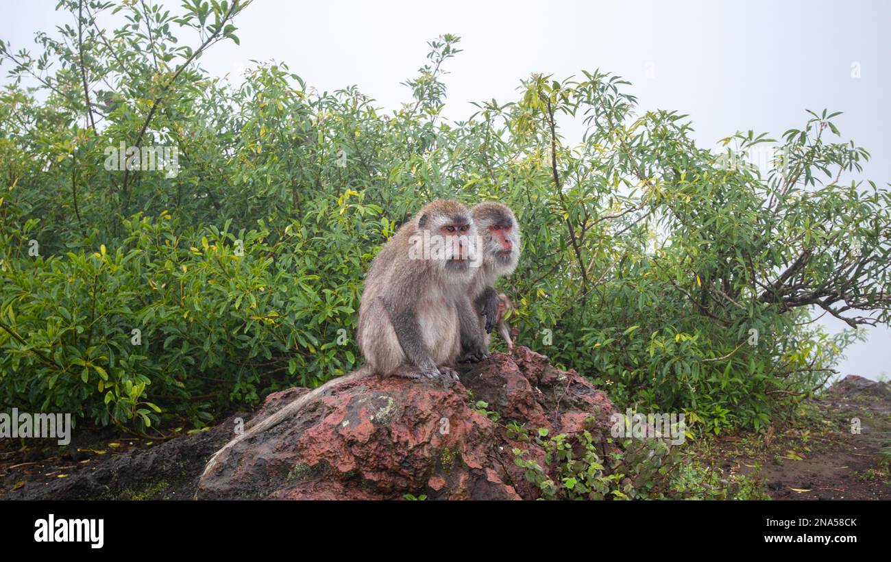 Ubus bali hi-res stock photography and images - Alamy