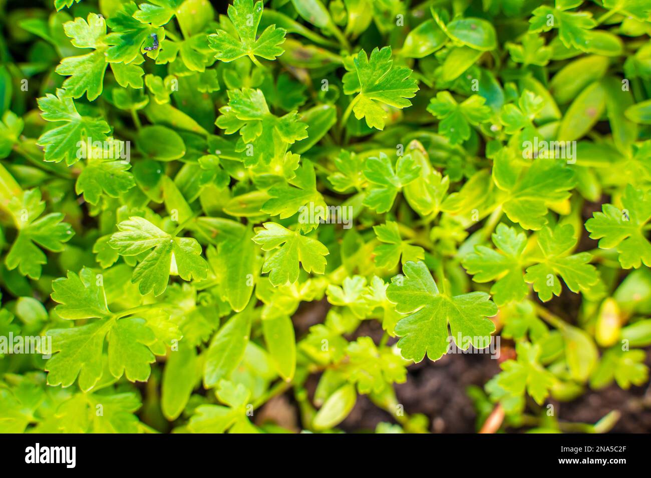 Young growing parsley close-up. Saturated juicy greenery grows in the ...